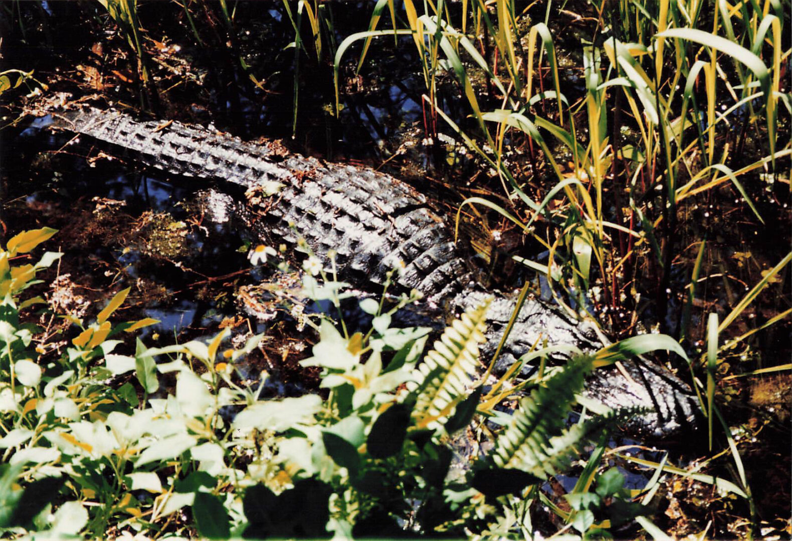 Jim McMullen - The Tracking Project